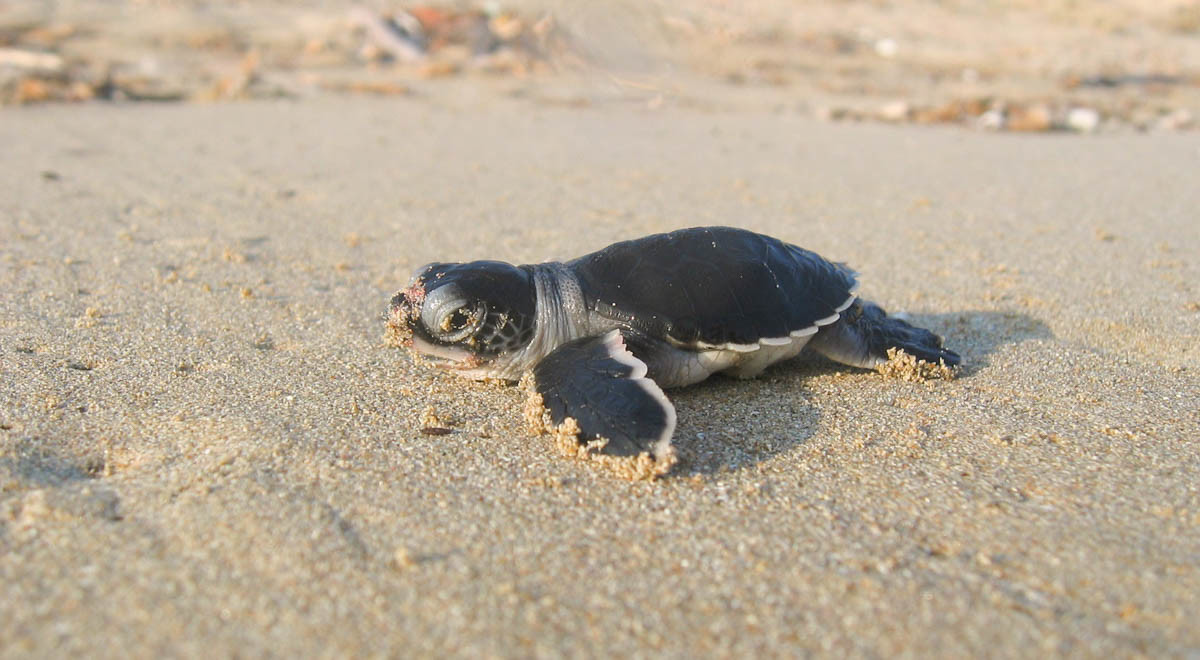 EMU-SAGM Unites Over 11 Thousand Turtles with the Sea | News | Eastern ...